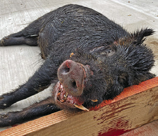 Kauder counts blessings after hog attack | Burleson County Tribune