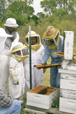 Beekeeping could lower property taxes | Burleson County Tribune