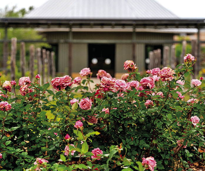 PRUNE YOUR ROSES BEFORE | Burleson County Tribune